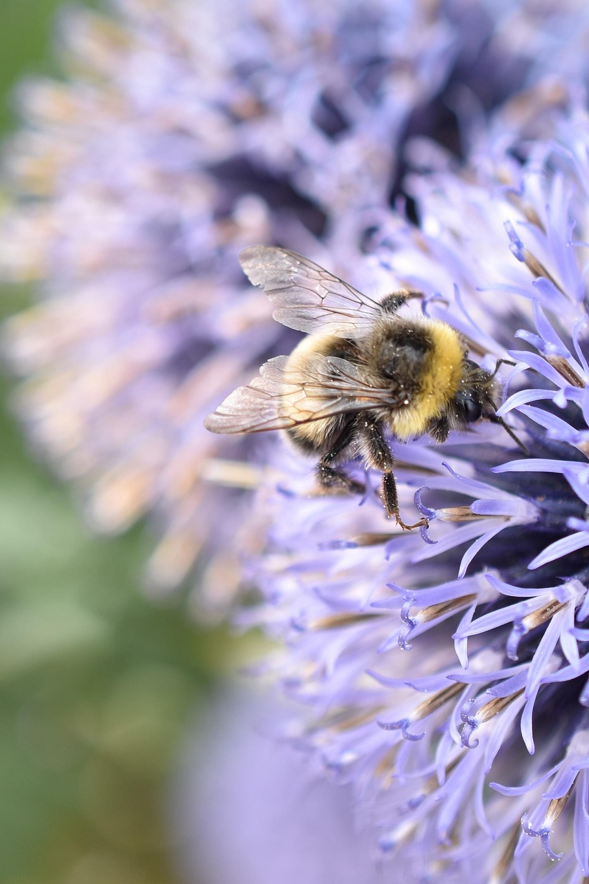 Insecte Bourdon