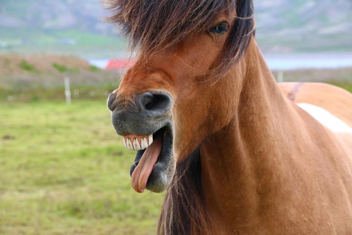 Más de 10.000 imágenes gratis de Horse y Caballo - Pixabay