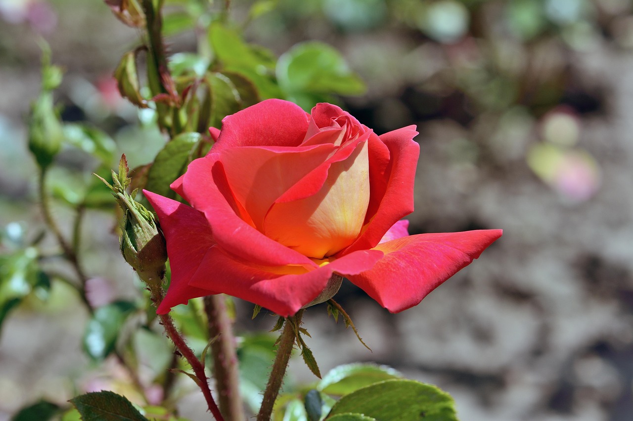 Merah Jambu Bunga Alam Musim - Foto gratis di Pixabay - Pixabay
