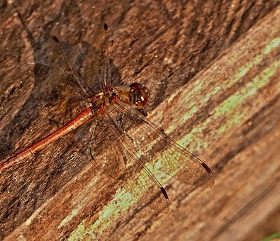 40+ Free Common Dragonfly & Dragonfly Images - Pixabay