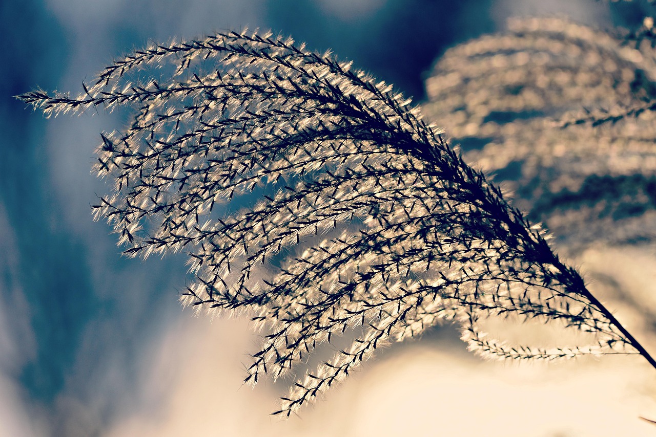 300+ Free Plume Blomst & Plume Images - Pixabay