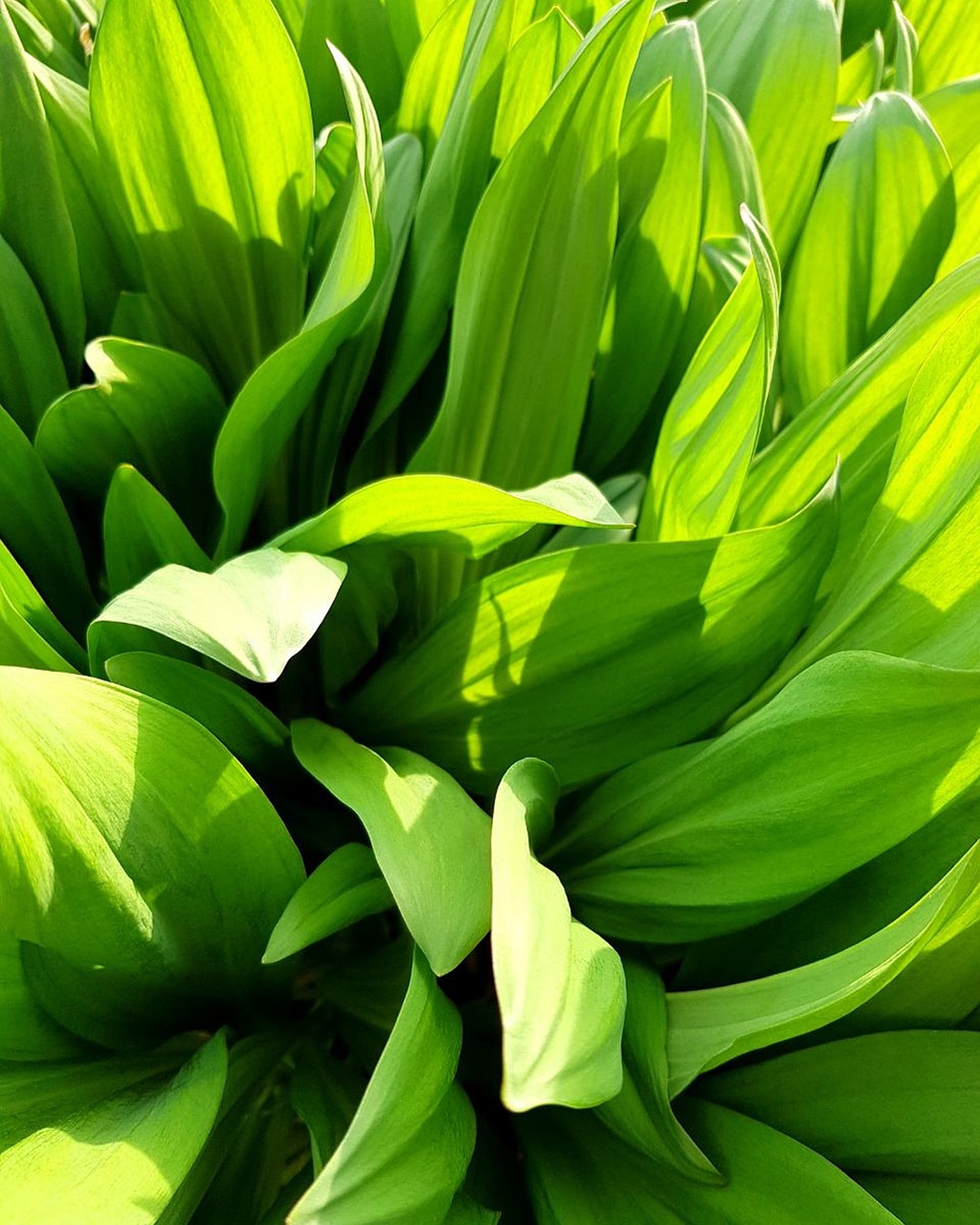 Plante Ramson Vert - Photo gratuite sur Pixabay - Pixabay