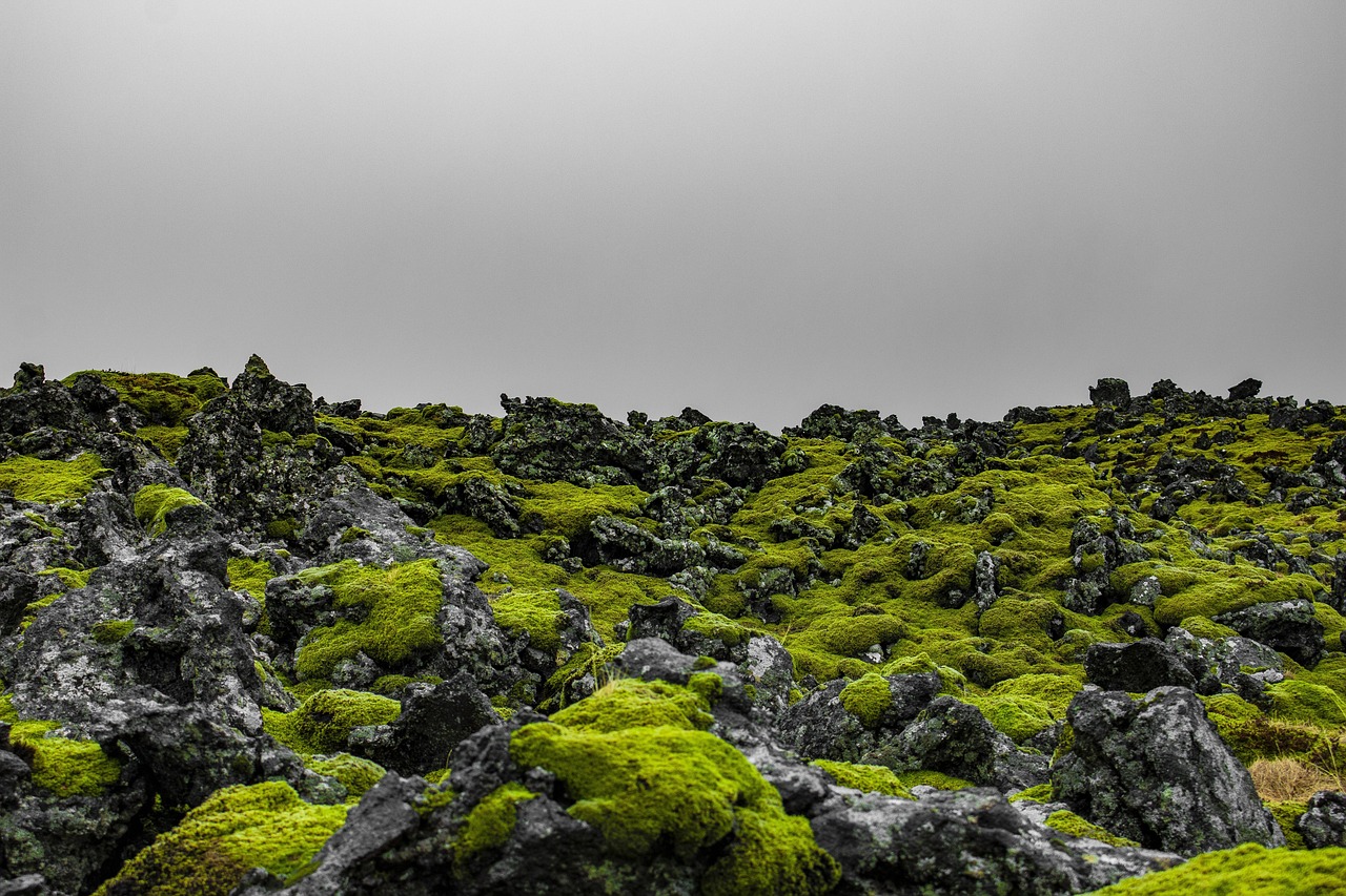 Iceland Moss Green - Free photo on Pixabay - Pixabay