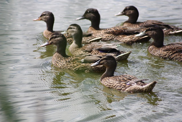 Natureza Patos - Foto gratuita no Pixabay - Pixabay