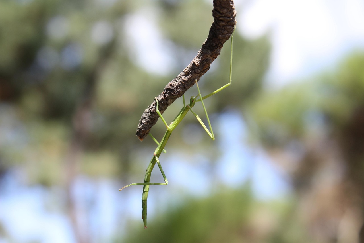 Insect Nature Stick - Free photo on Pixabay - Pixabay