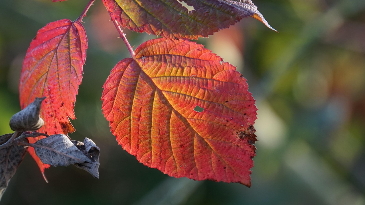 80,000+ Free November Autumn & November Images - Pixabay