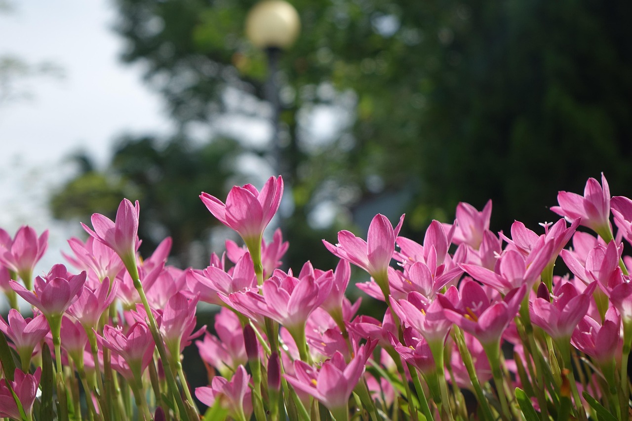 100+ Free Scallions & Nature Images - Pixabay