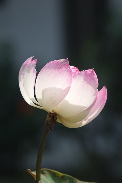 Lotus Rose Hibiscus - Photo gratuite sur Pixabay - Pixabay