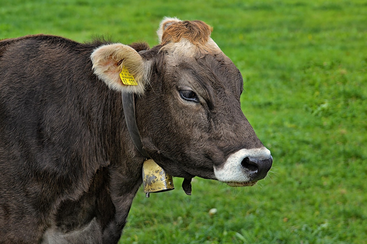 Dairy Cow Side View