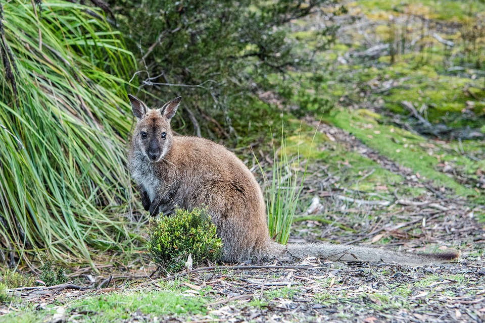 Bennetts Wallaby Red-Necked - Free photo on Pixabay