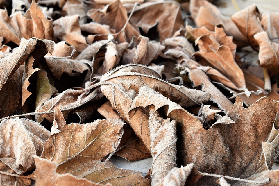 Leaves Fall Winter - Free photo on Pixabay - Pixabay