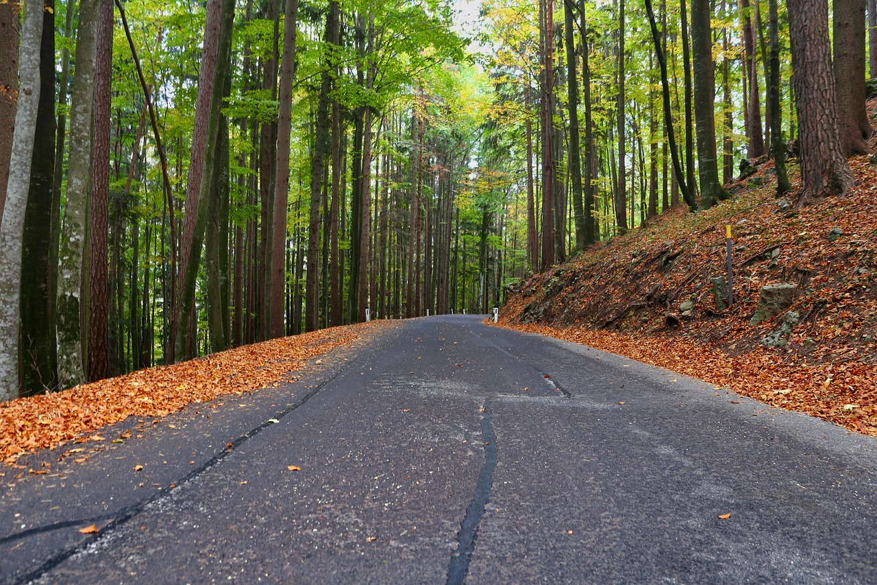 Asfalto Bosque La Carretera - Foto gratis en Pixabay - Pixabay