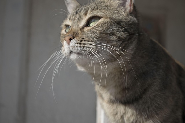 Cat Reflections Animal - Free photo on Pixabay