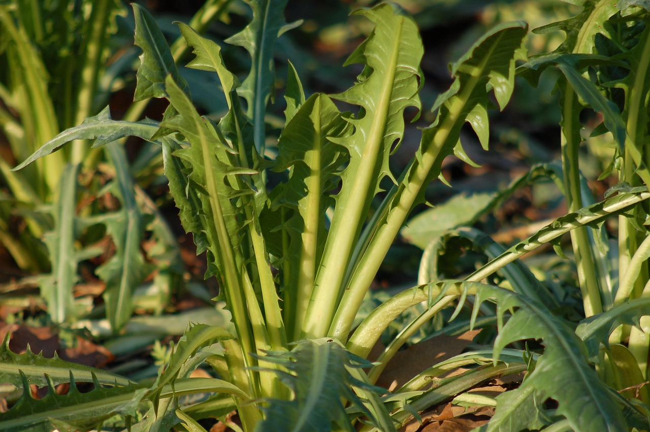 Catalonia Vegetables Gardens - Free photo on Pixabay
