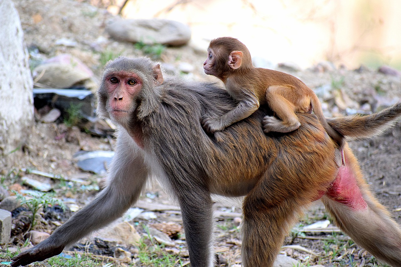 Wild Animals Monkey - Free photo on Pixabay