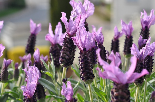 Lavanda Flores De - Foto gratuita no Pixabay - Pixabay