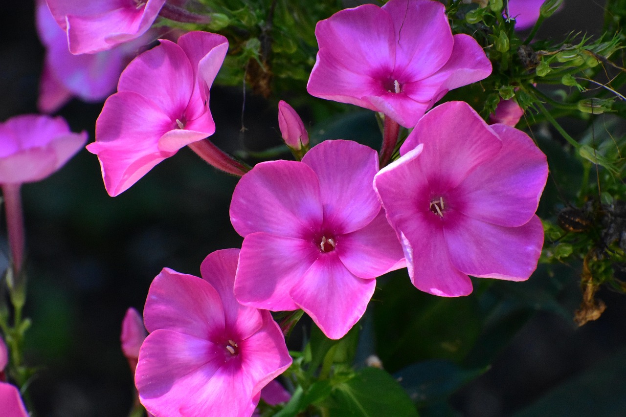 Flowers Phlox Bloom - Free photo on Pixabay - Pixabay