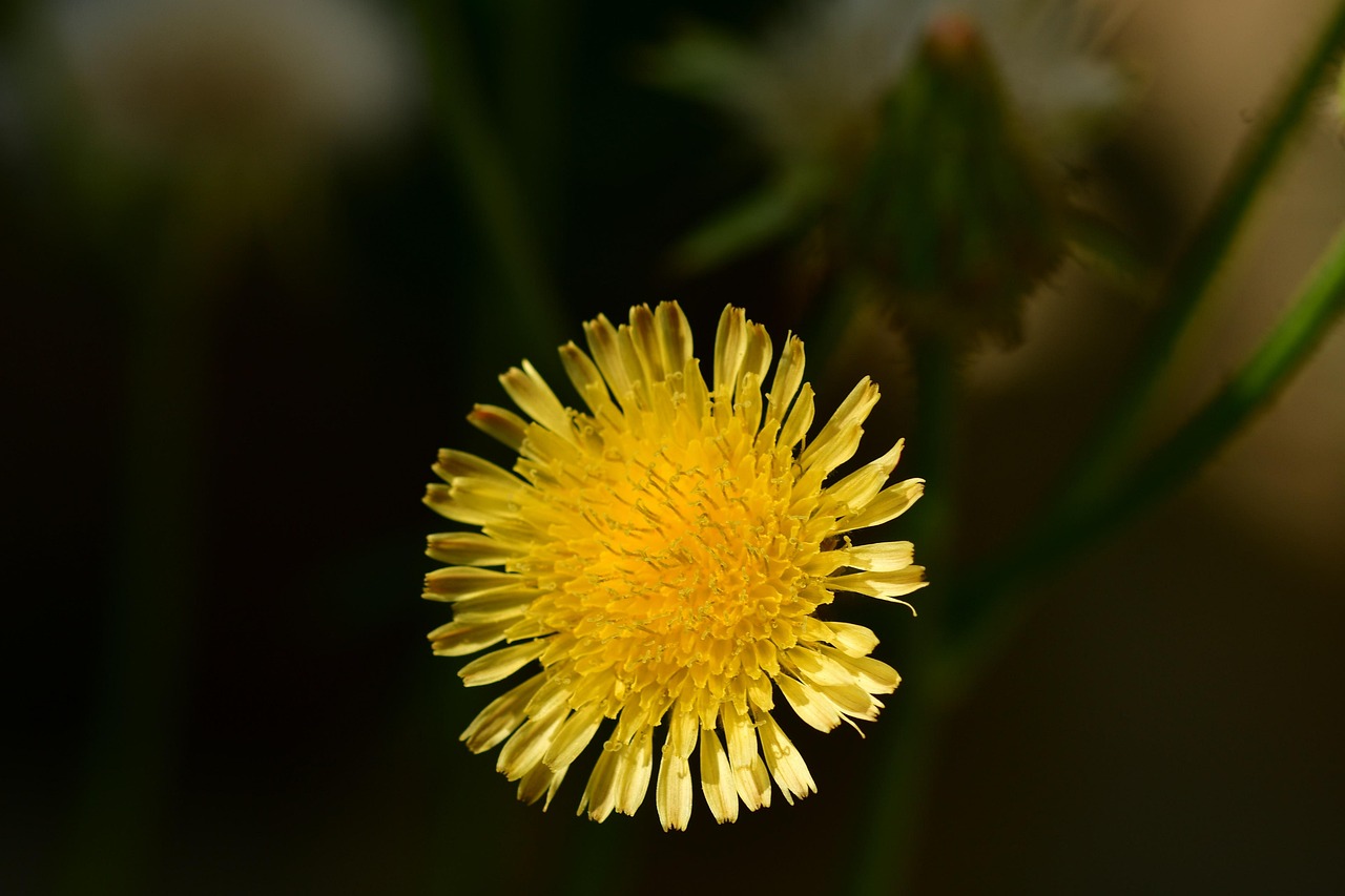 300+ Free Sonchus & Nature Photos - Pixabay