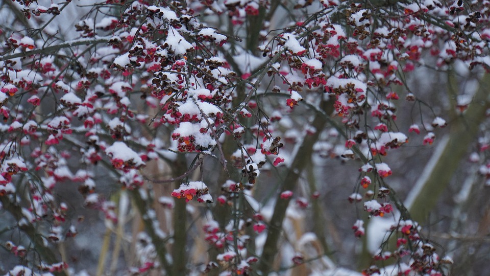 Winter Beeren Rot - Kostenloses Foto auf Pixabay