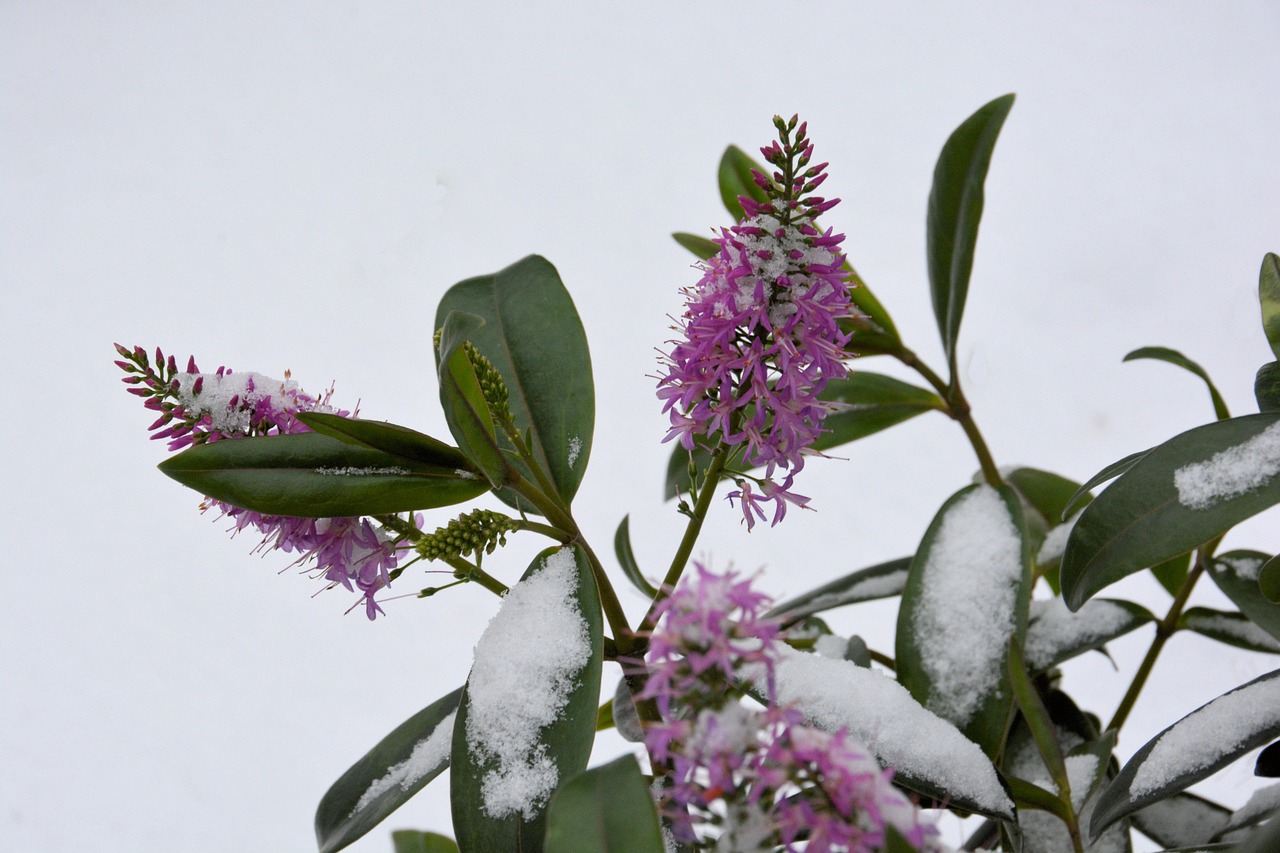 Snow Flower Purple - Free photo on Pixabay - Pixabay