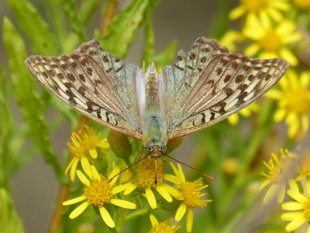 Papillon Fleur Jaune Détail - Photo gratuite sur Pixabay - Pixabay