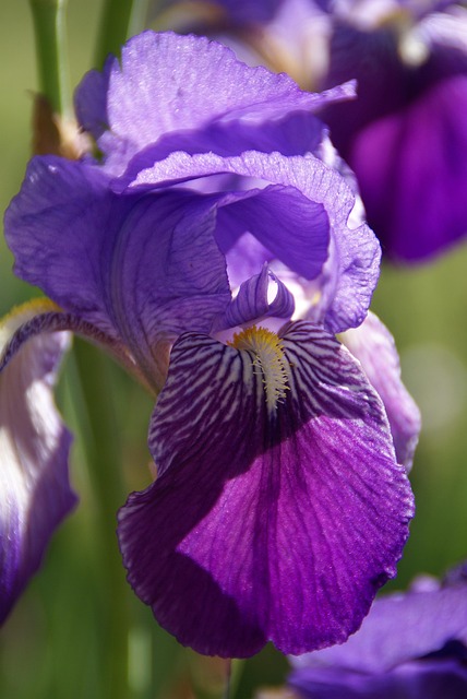 Étages Fleurs De Lys Fleur - Photo gratuite sur Pixabay - Pixabay