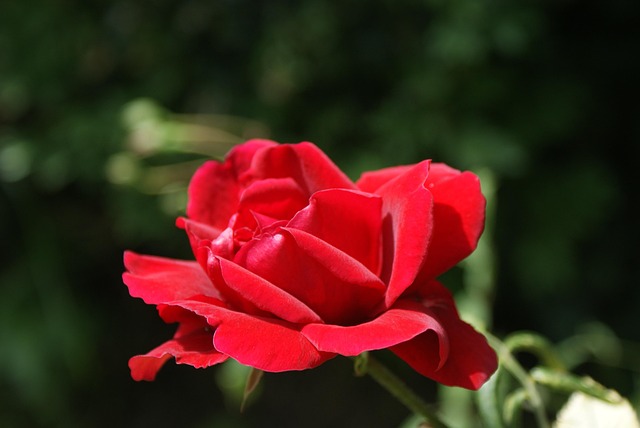 Bunga Mawar Merah - Foto gratis di Pixabay - Pixabay