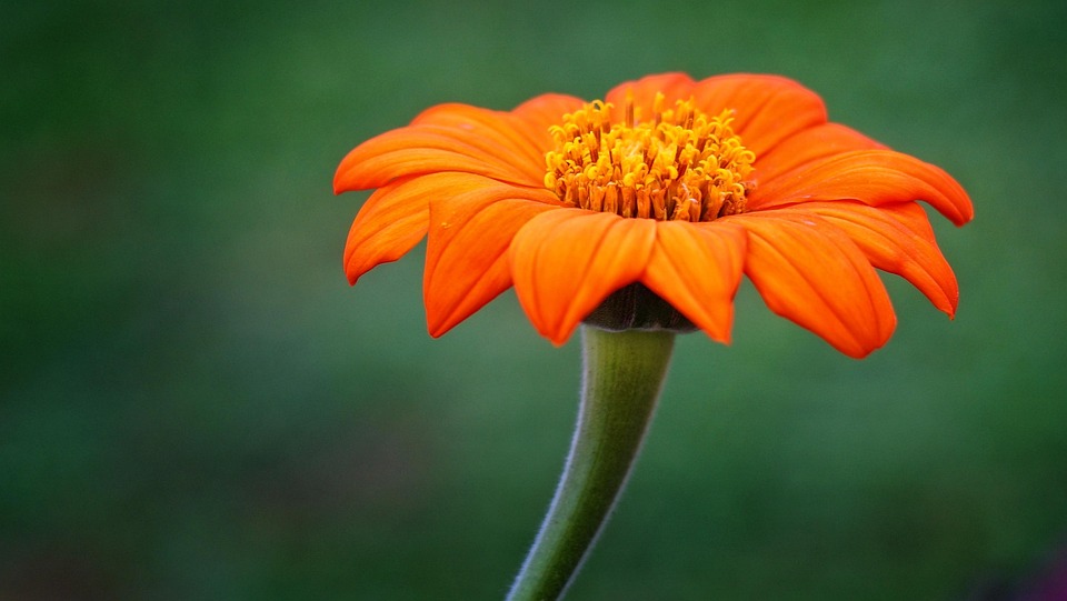Flor Laranja Plantar - Foto gratuita no Pixabay - Pixabay