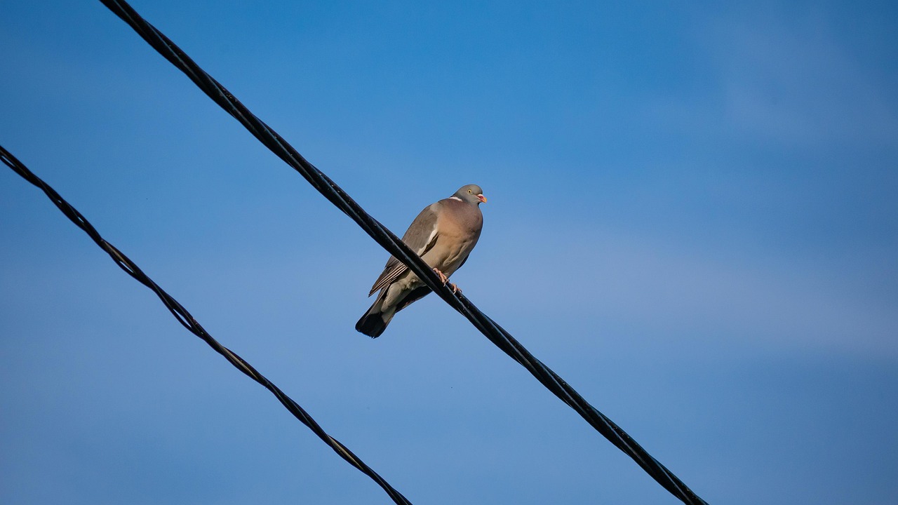 Holz Taube Vogel - Kostenloses Foto auf Pixabay - Pixabay