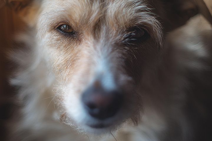 100+ Free Doggy Style & Dog Images - Pixabay