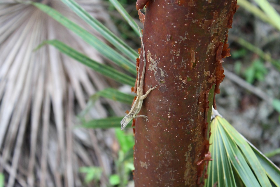 Jungle Lizard Reptile - Free photo on Pixabay - Pixabay