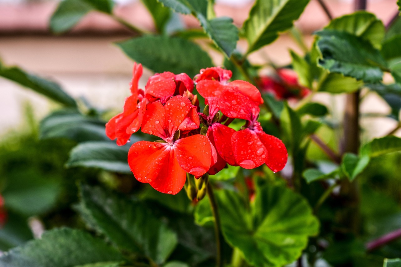 10+ Free Jeranio & Nature Images - Pixabay