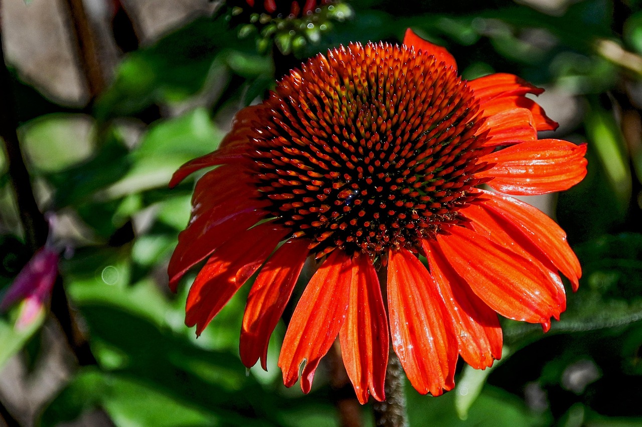 Fleur La Nature Macro - Photo gratuite sur Pixabay - Pixabay