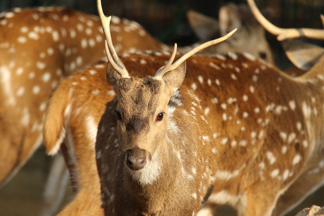 Deer Spotted Animal - Free photo on Pixabay - Pixabay