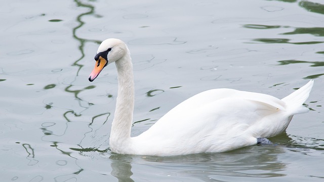 Animal Swan Goose - Free photo on Pixabay - Pixabay
