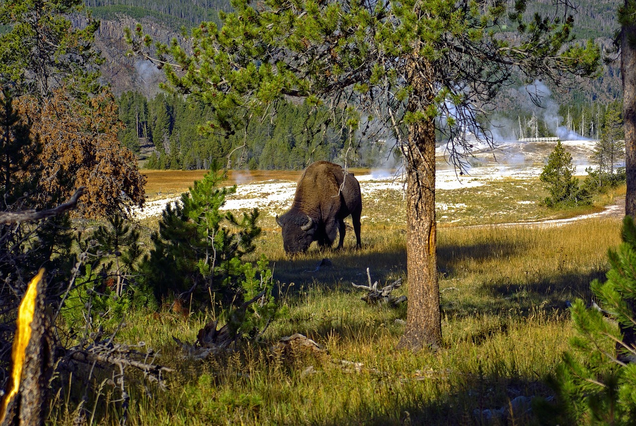 1,000+ Free Yellowstone Bison & Bison Images - Pixabay