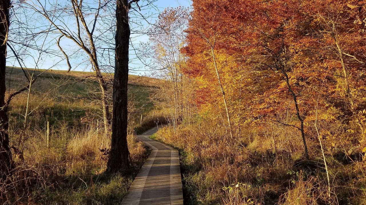 Autumn Fall Boardwalk - Free photo on Pixabay - Pixabay