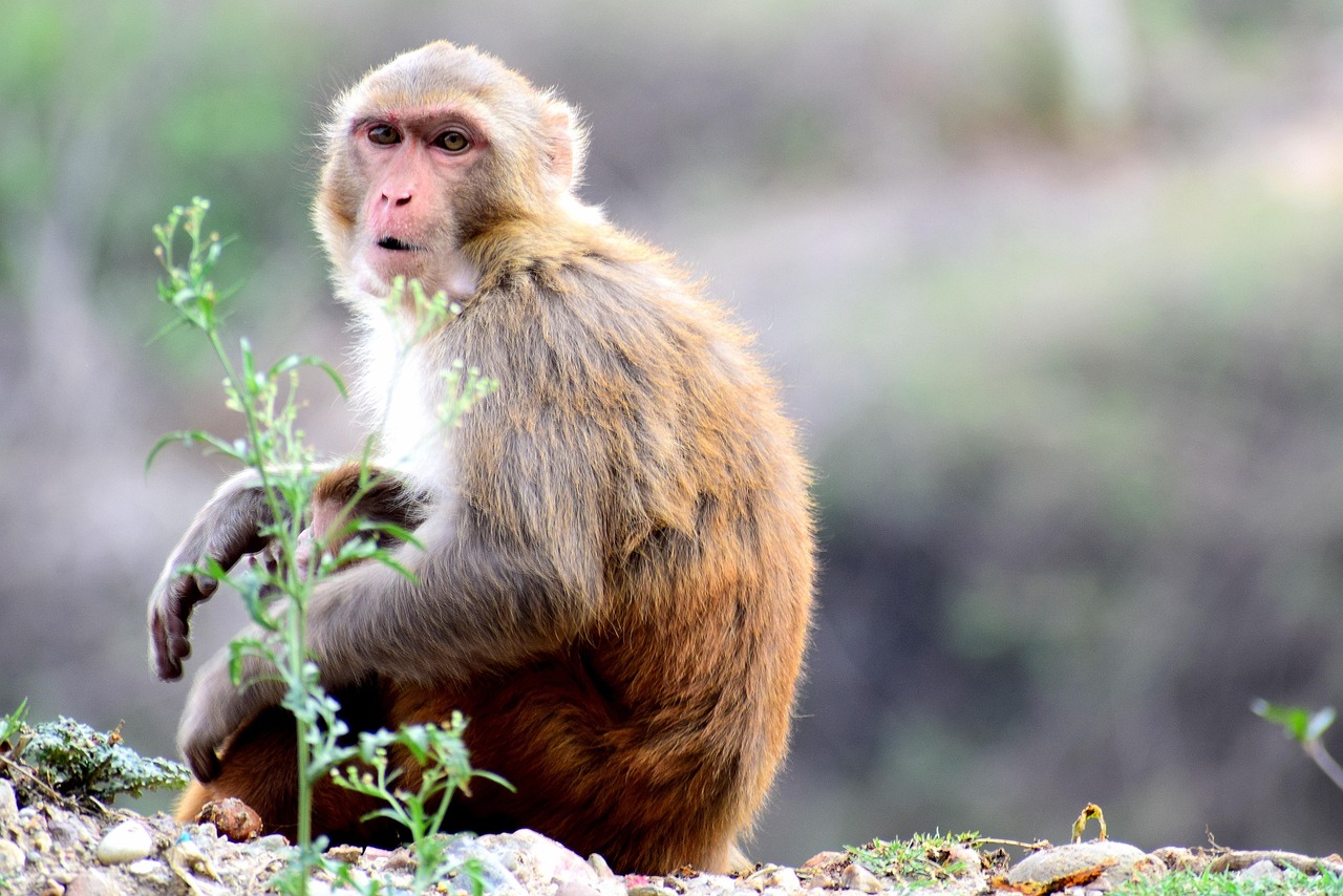 Animales Mono Salvaje - Foto gratis en Pixabay - Pixabay