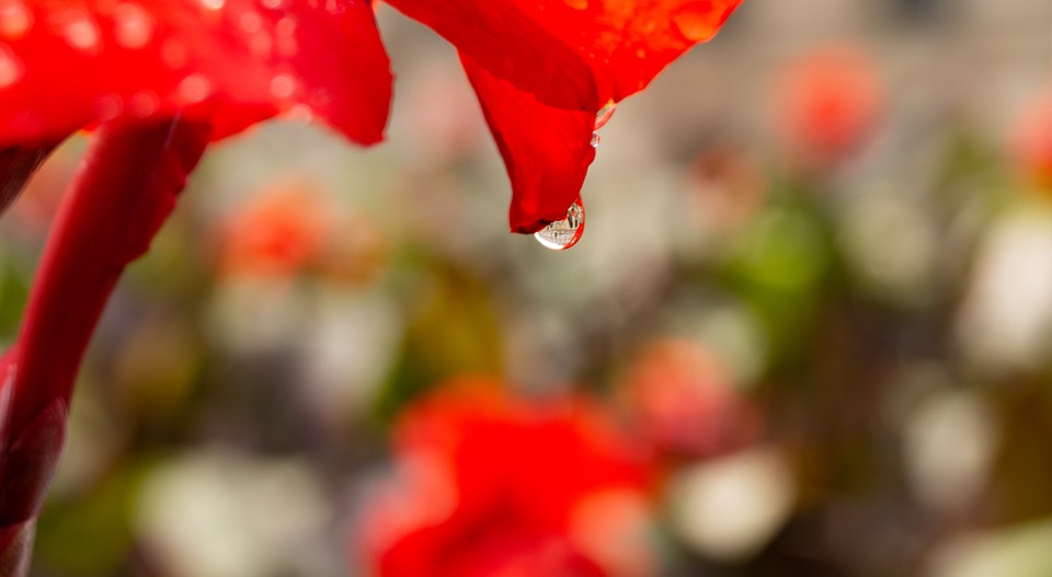Flowers Drip Building - Free photo on Pixabay - Pixabay