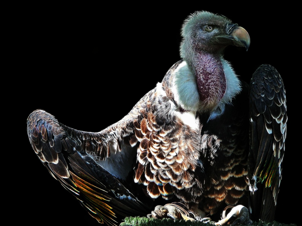 Vulture Fractalius Bird - Free photo on Pixabay - Pixabay