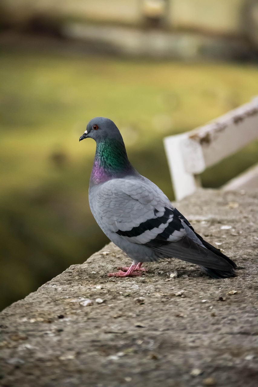 Paloma Burung Pada - Foto gratis di Pixabay - Pixabay