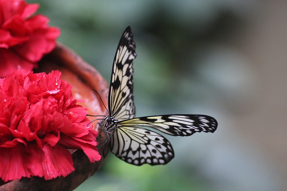 Butterfly The House John - Free photo on Pixabay - Pixabay