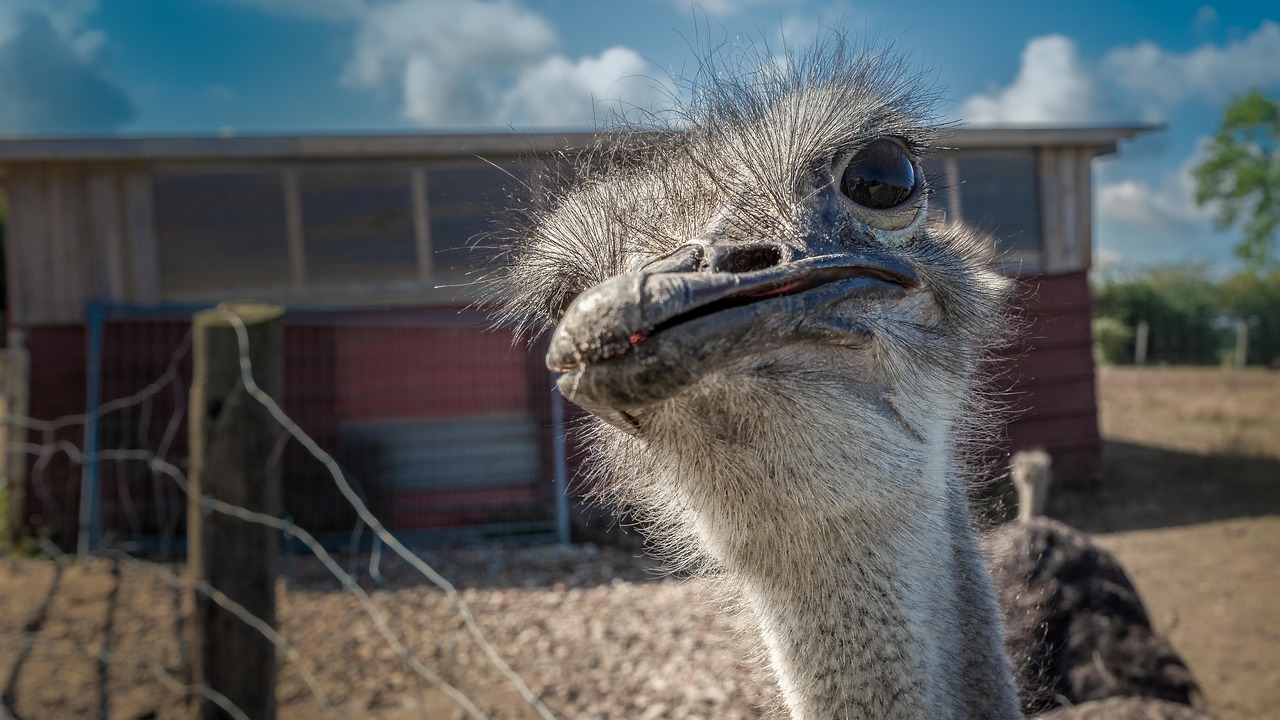 Strauss Pájaro Cabeza - Foto gratis en Pixabay - Pixabay