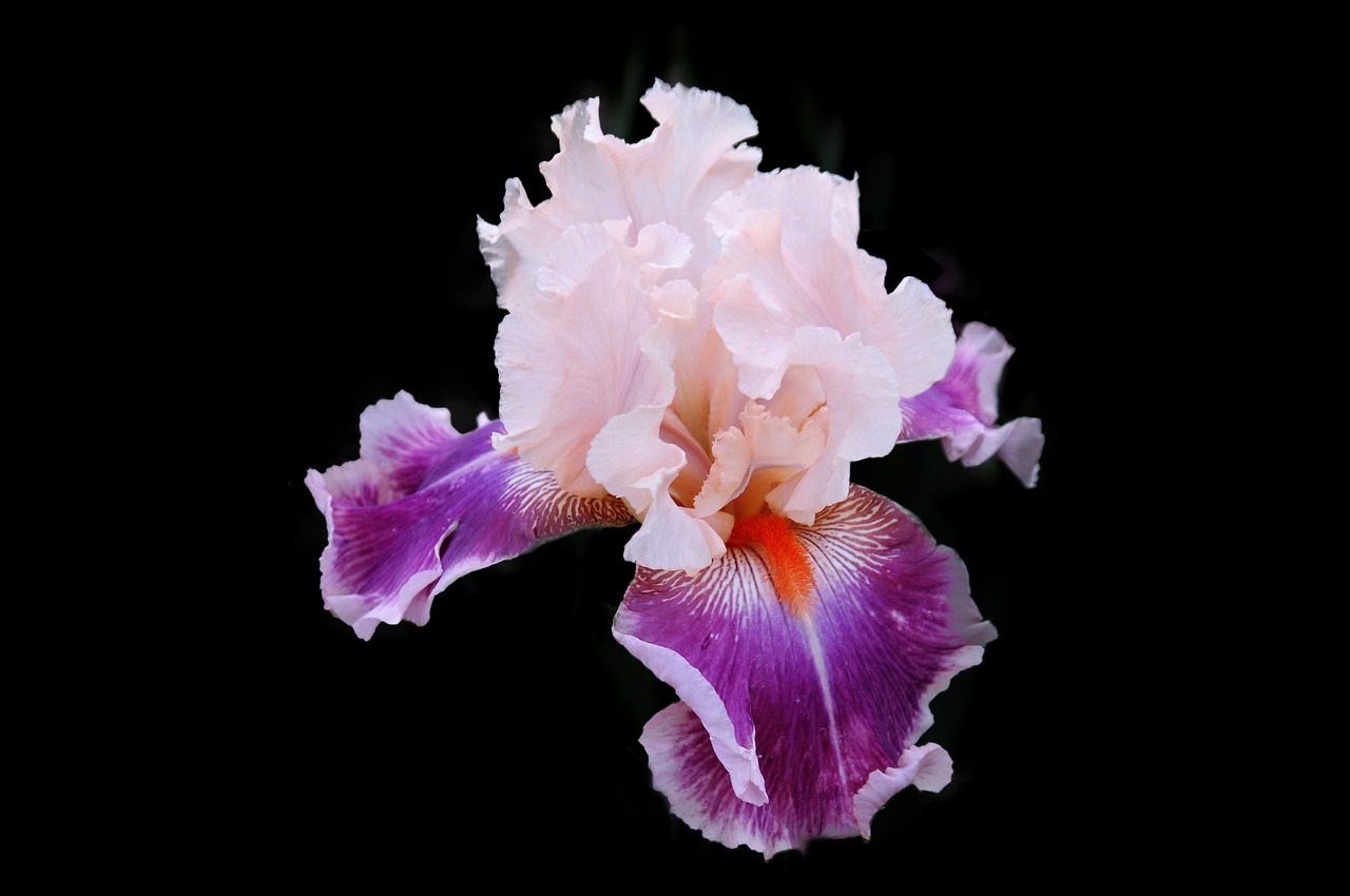 400,000+ Free Iris Flower & Iris Images - Pixabay