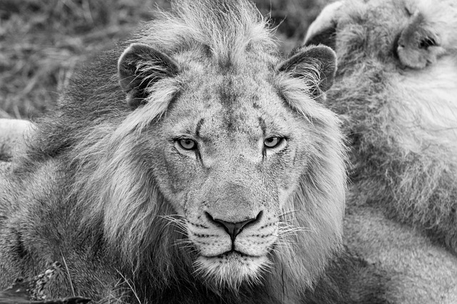 África León Safari - Foto gratis en Pixabay - Pixabay