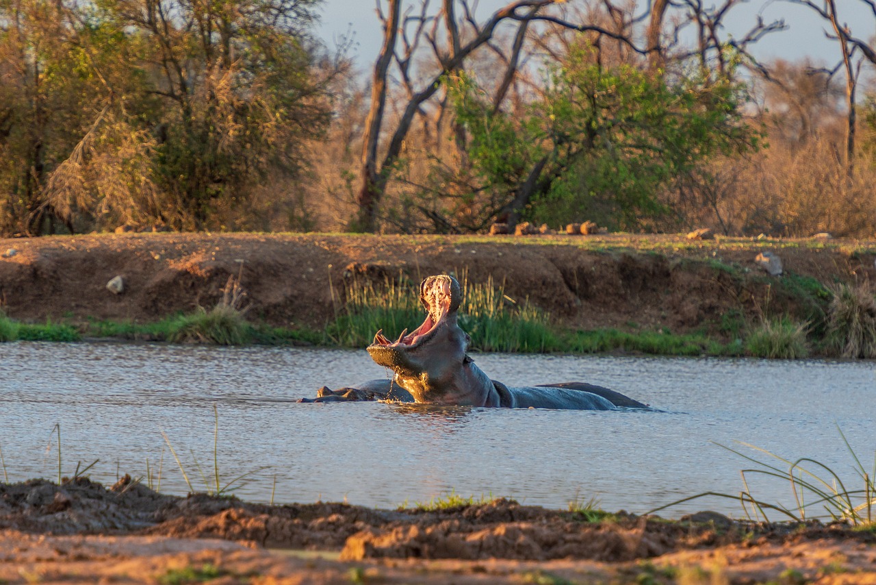 Hippo Africa Safari - Free photo on Pixabay