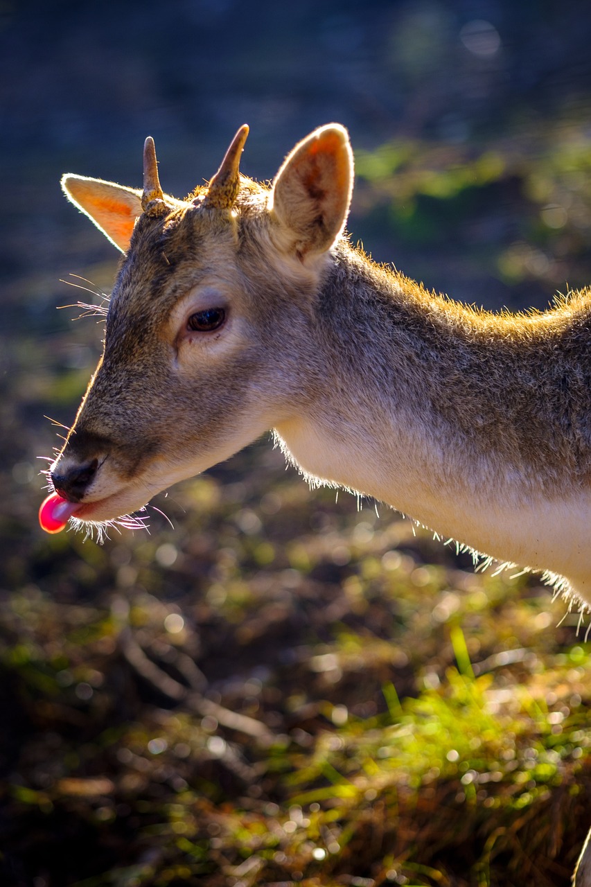 Rudolph Deer Woods - Free photo on Pixabay - Pixabay