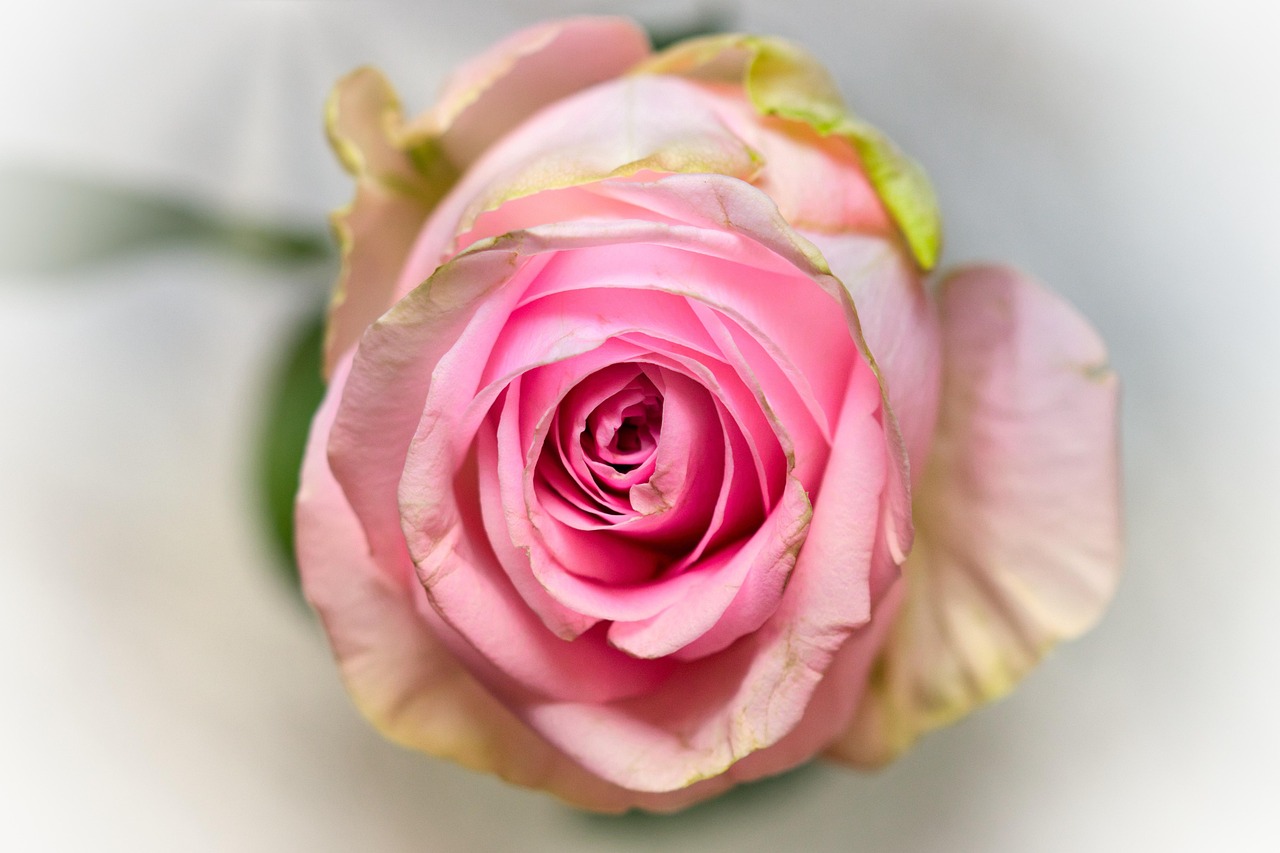 Rosa Rosado Noble Tarjeta De - Foto gratis en Pixabay - Pixabay