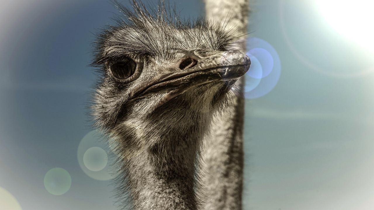 800+ Free Big Bird & Ostrich Images - Pixabay