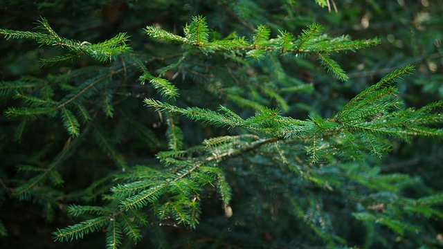 Fir Tree Forest - Free photo on Pixabay - Pixabay